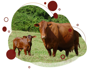 A RAÇA - Senepol 3M